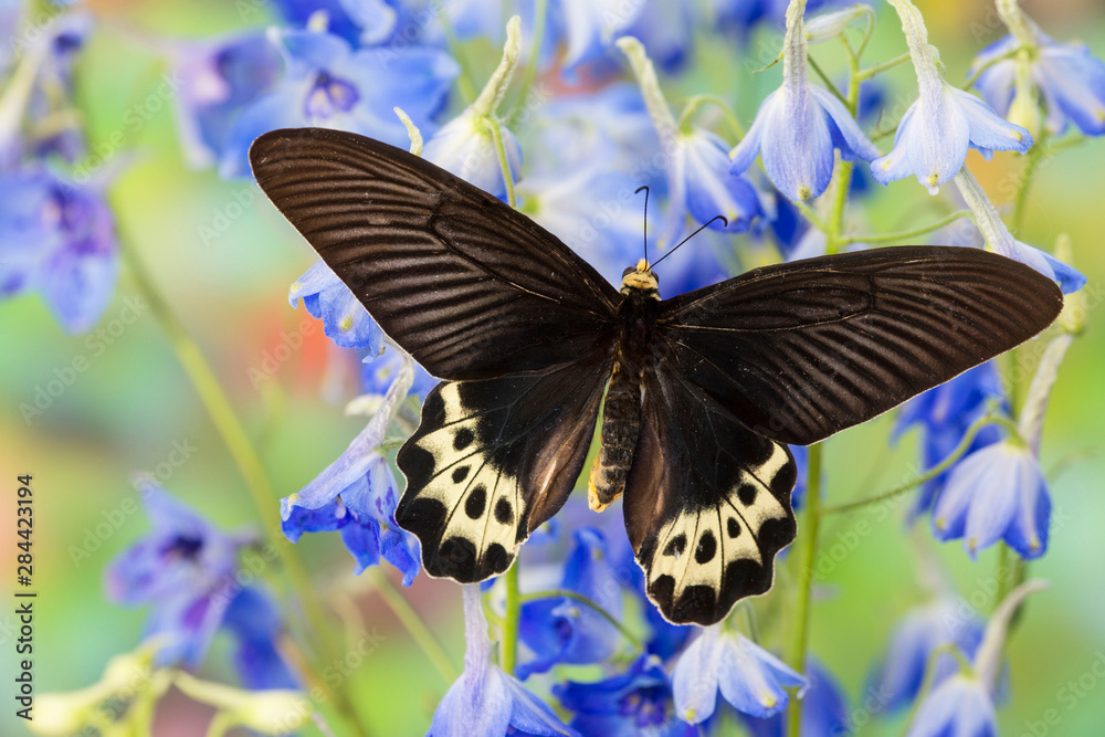 Foto de Priapus Batwing Swallowtail Butterfly from S.E. Asia ...