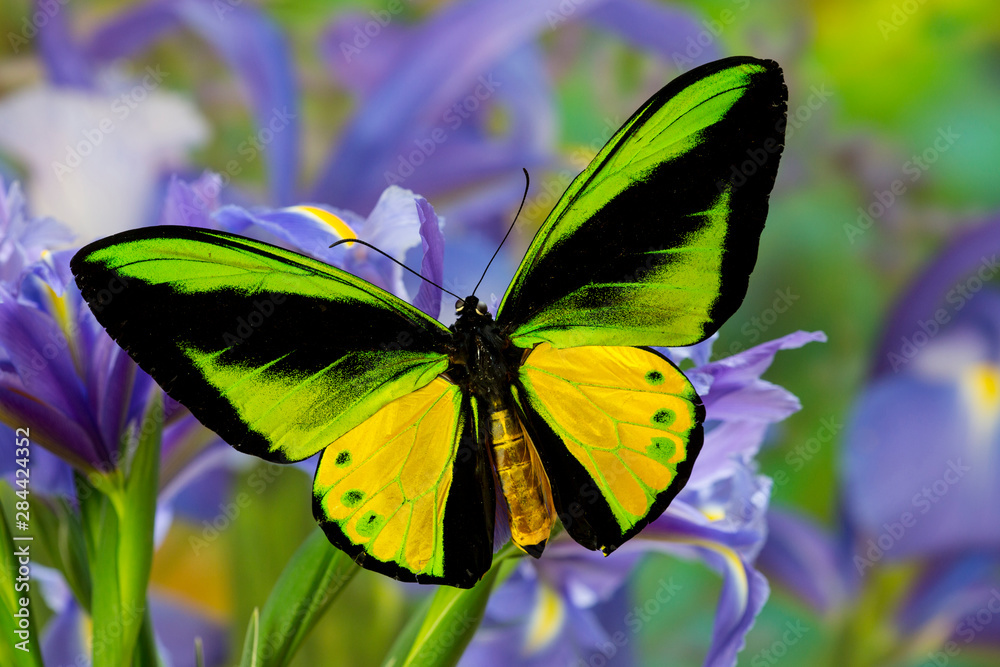 The Goliath Birdwing Butterfly, Ornithoptera goliath samson Male Stock ...
