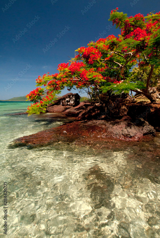 Flamboyant Christmas Tree (Delonix regia) at Vonu Point, Turtle Island ...