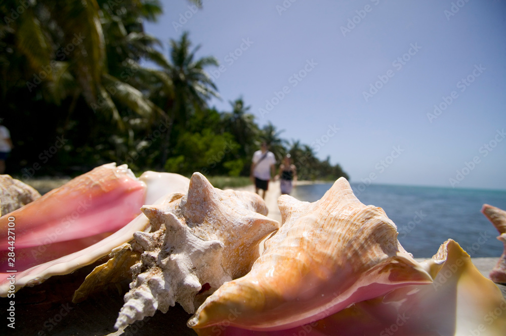 Poster Conch Shells, Half Moon Caye, World Heritage Site-Lighthouse ...