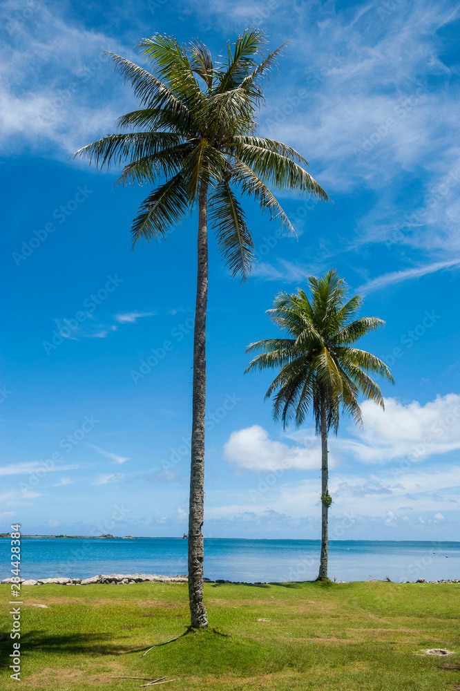 Palm trees at the beach, Pohnpei, Micronesia, Central Pacific ภาพถ่าย ...