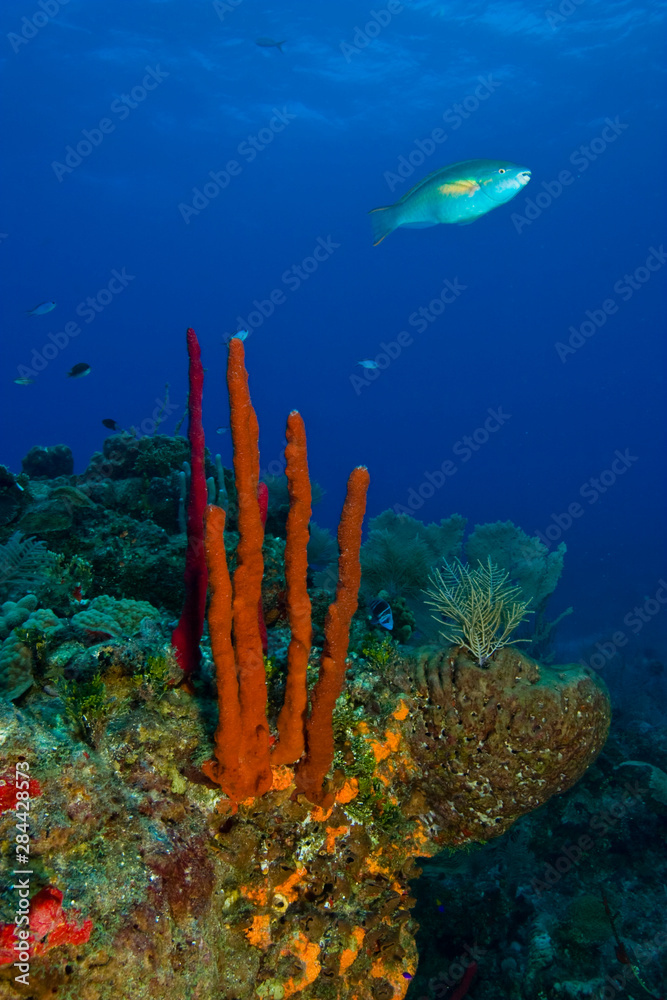 Erect Rope Sponge (Amphimedon compressa) & Princess Parrotfish (Scarus ...