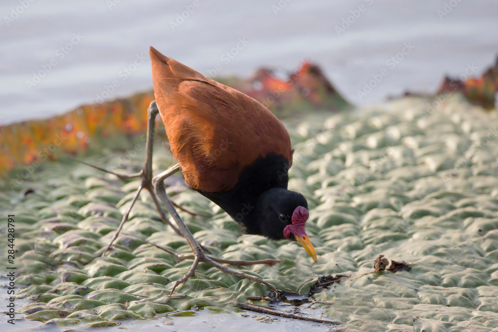 Foto de Brazil, Mato Grosso, The Pantanal, Porto Jofre, Wattled jacana ...