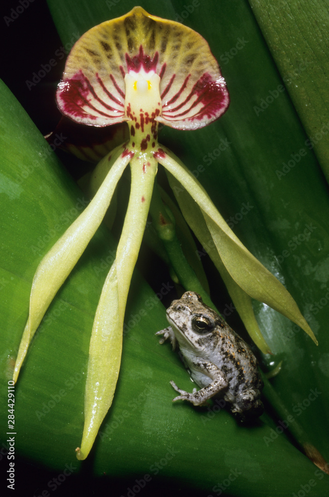 Belize, portrait of a toad and native Black orchid, (Encyclia cochleata ...