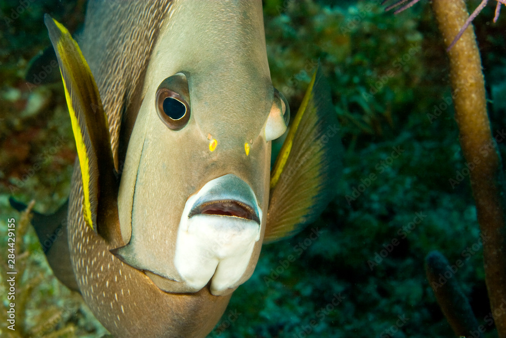 Gray Angelfish (Pomacanthus arcuatus) Hol Chan Marine Preserve, Belize ...