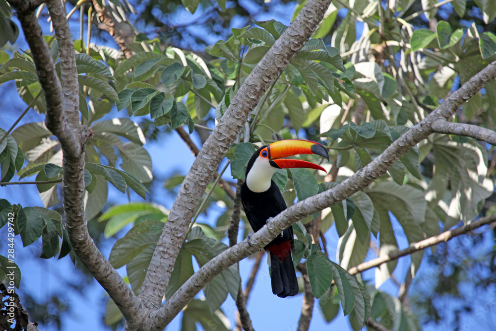 Brazil, Pantanal. A Toco Toucan overlooks the Aquidauana River of the ...
