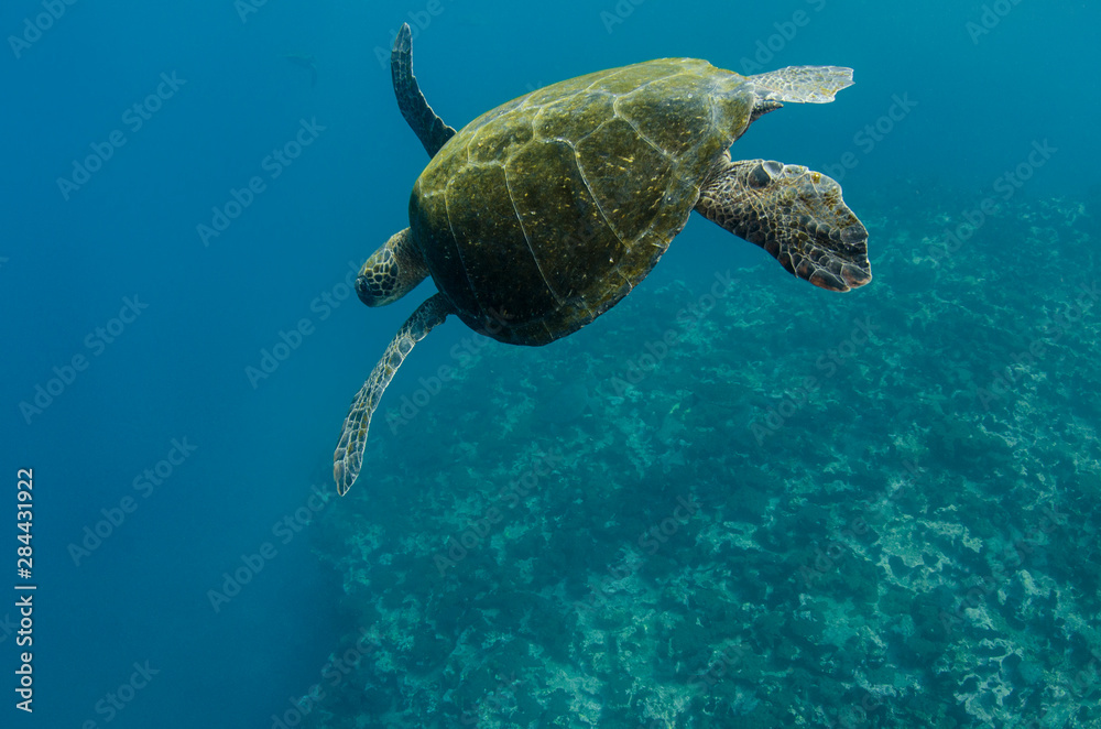 Galapagos Green Sea Turtle (Chelonia mydas agassizi) underwater ...