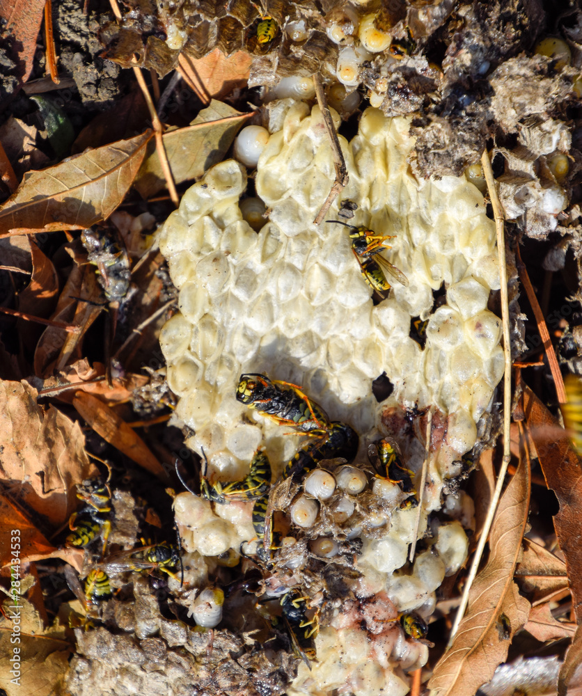 Destroyed hornet's nest. Drawn on the surface of a honeycomb hornet's ...