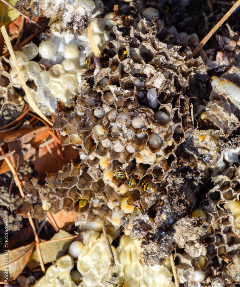 Destroyed hornet's nest. Drawn on the surface of a honeycomb hornet's ...