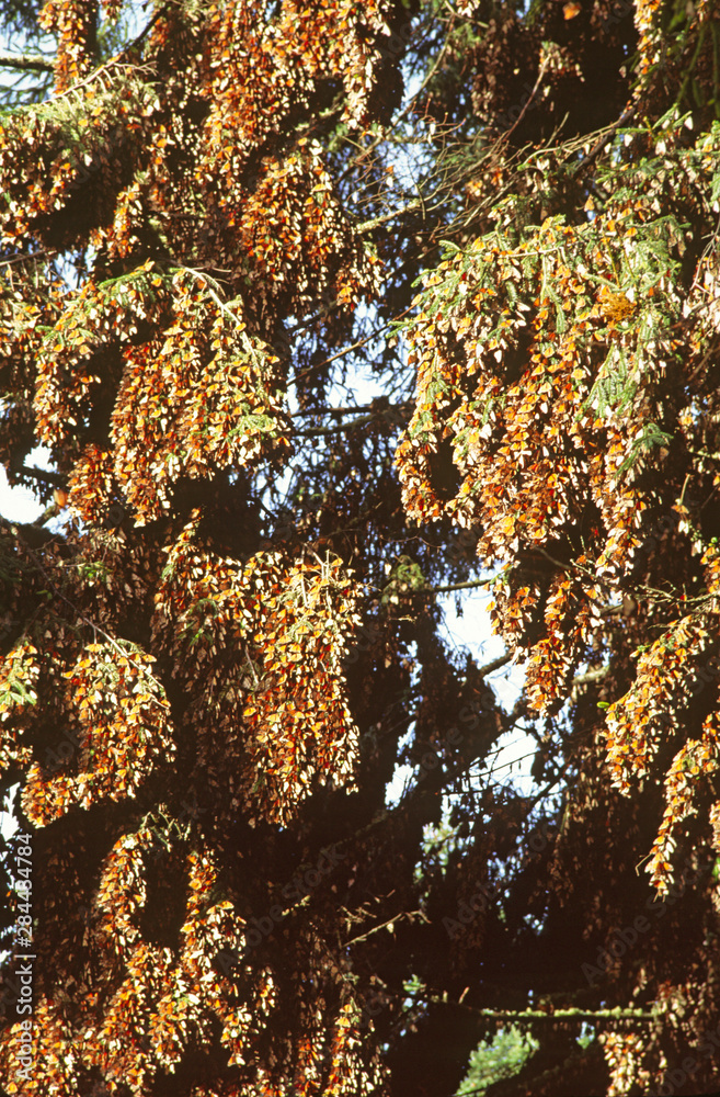 North America, Mexico, Michoacan. Huge clusters of Monarch Butterflies ...