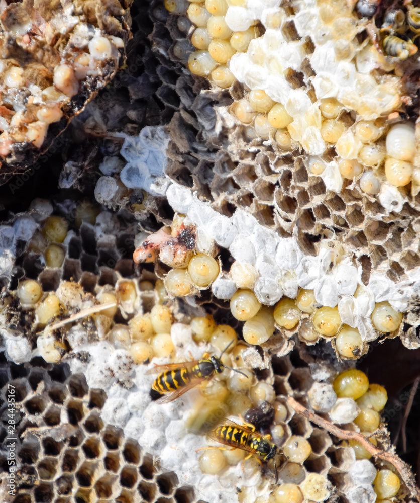 Destroyed hornet's nest. Drawn on the surface of a honeycomb hornet's ...