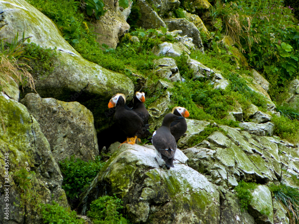 USA, Pacific Northwest, Alaska, Glacier Bay National Park. Horned ...
