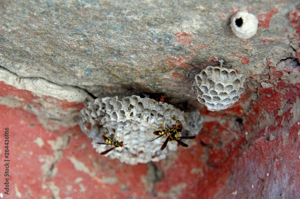 Peru, Pisco. Pre-Inca ruins at Tambo Colorado (aka Puka Tampu in ...