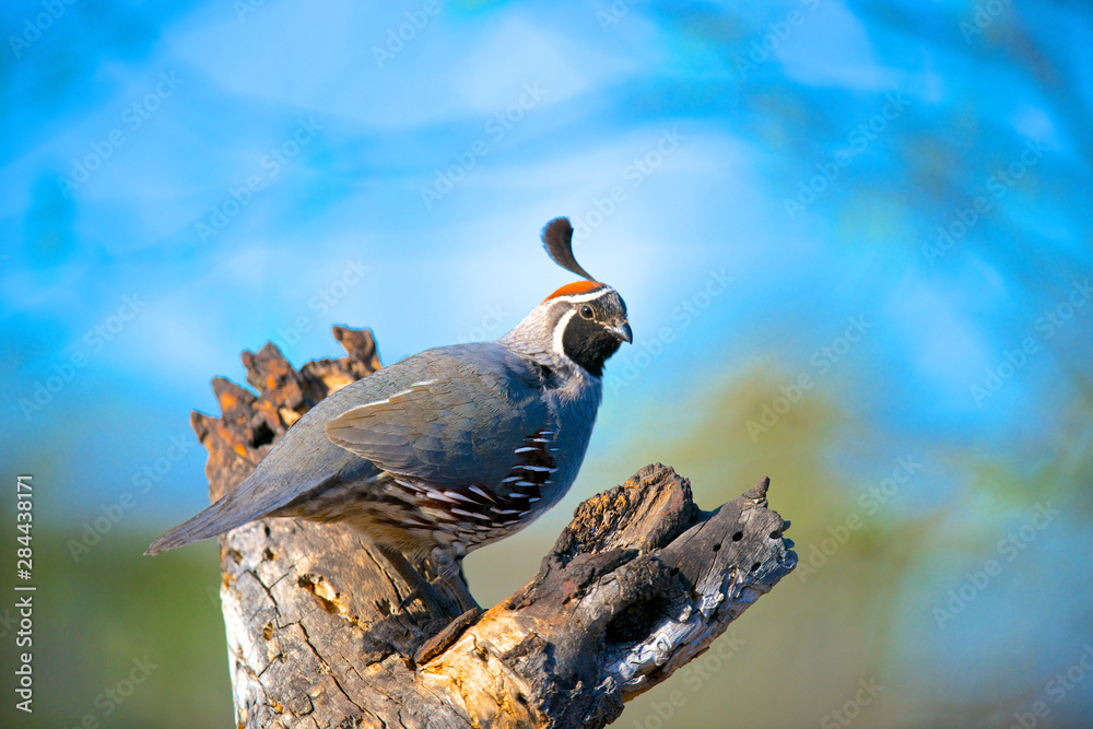 The Gambel's quail (Callipepla gambelii) inhabits the desert regions of ...