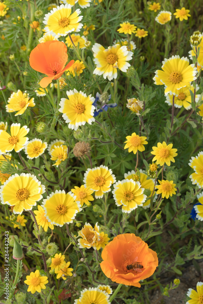 California. Tidy tip flowers (Layia platyglossa), poppies, escholzia ...