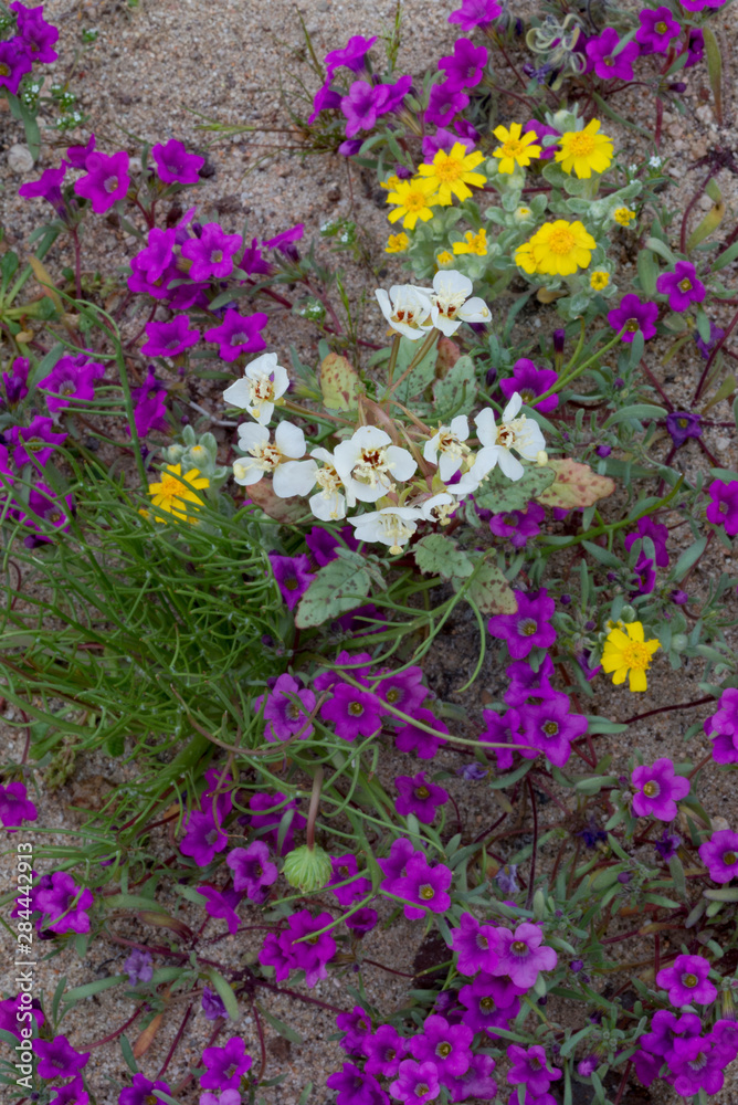 USA, California, Red Rock Canyon State Park. Brown-Eyed Primrose ...
