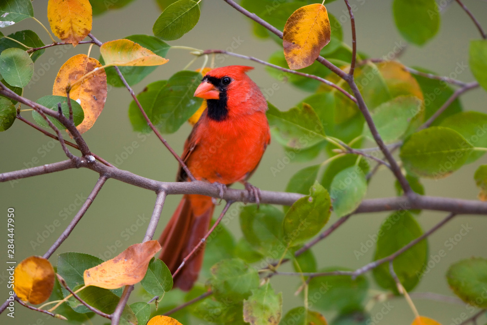 Northern Cardinal (Cardinalis cardinalis) male in Serviceberry Bush ...