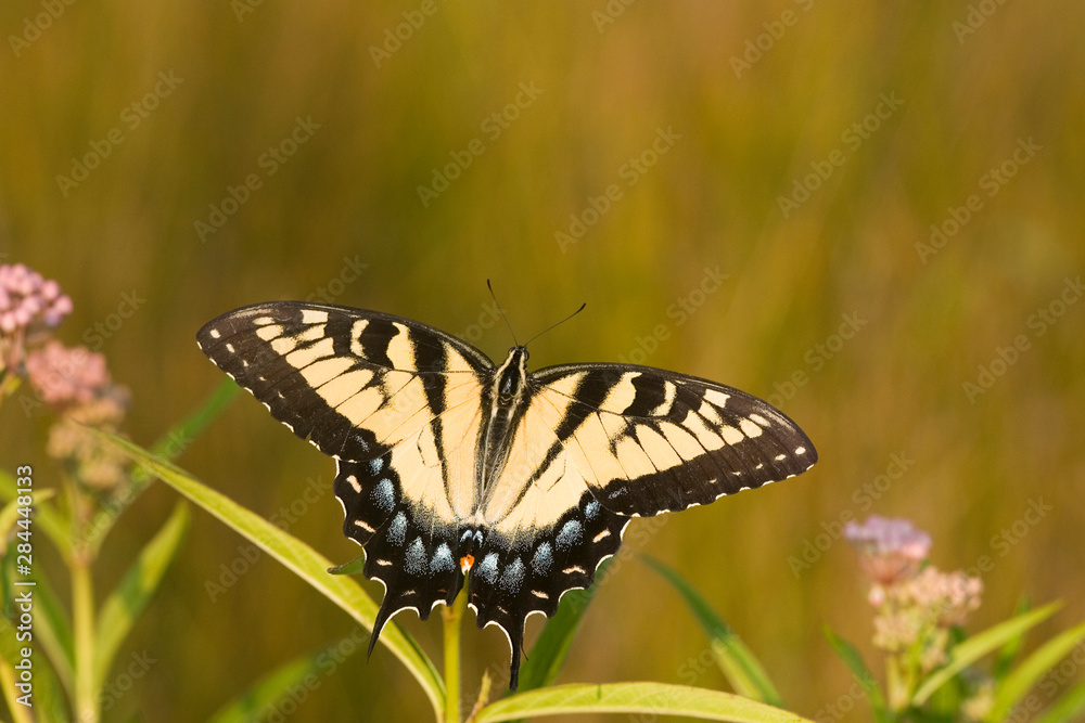 Eastern Tiger Swallowtail (Papilio glaucus) on Swamp Milkweed ...