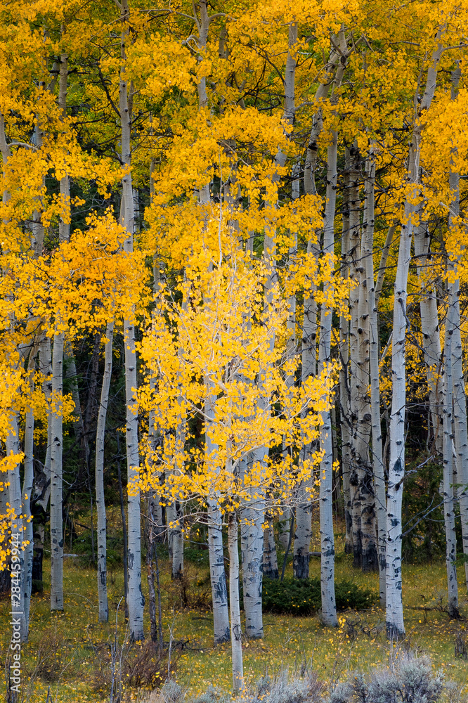 USA, Utah. Yellow Aspen, Flaming Gorge national recreation Area Stock ...