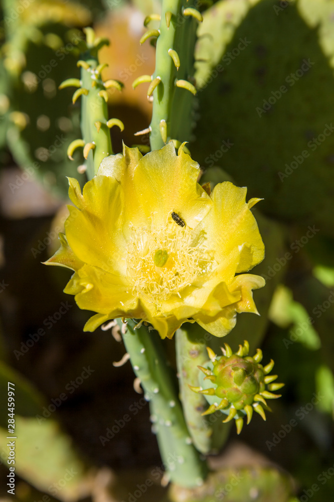 USA, Austin, Texas. Spineless Prickly Pear (opuntia ellisiana) at the ...