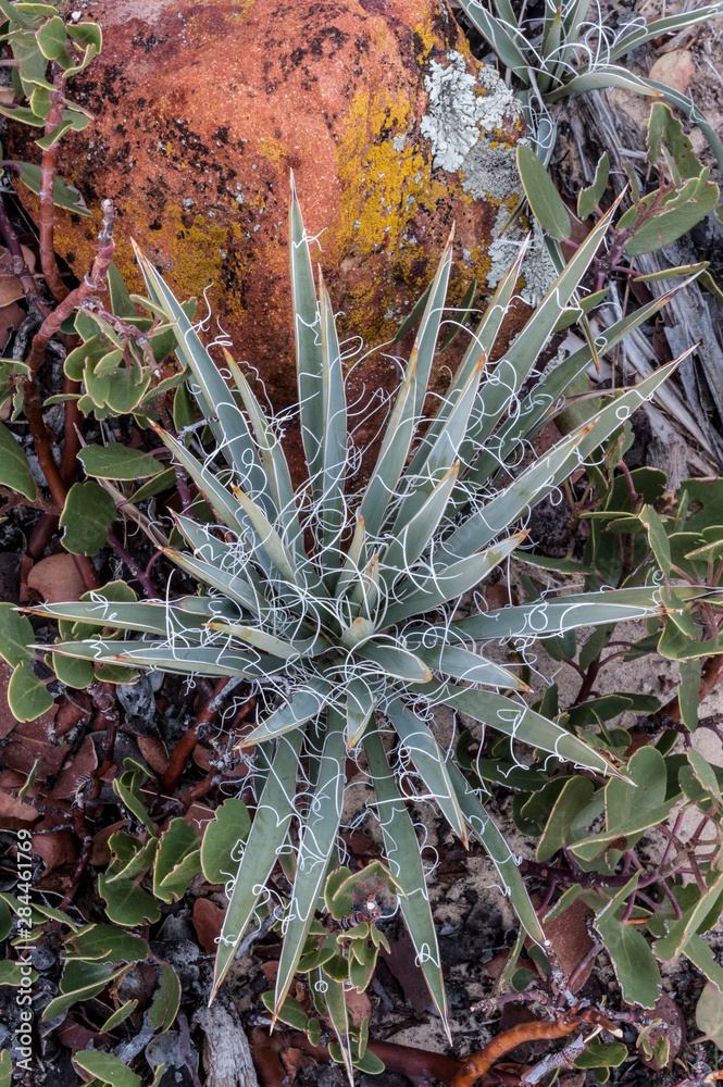 Usa, Utah, Yucca (Yucca valida), Grand Staircase-Escalante National ...