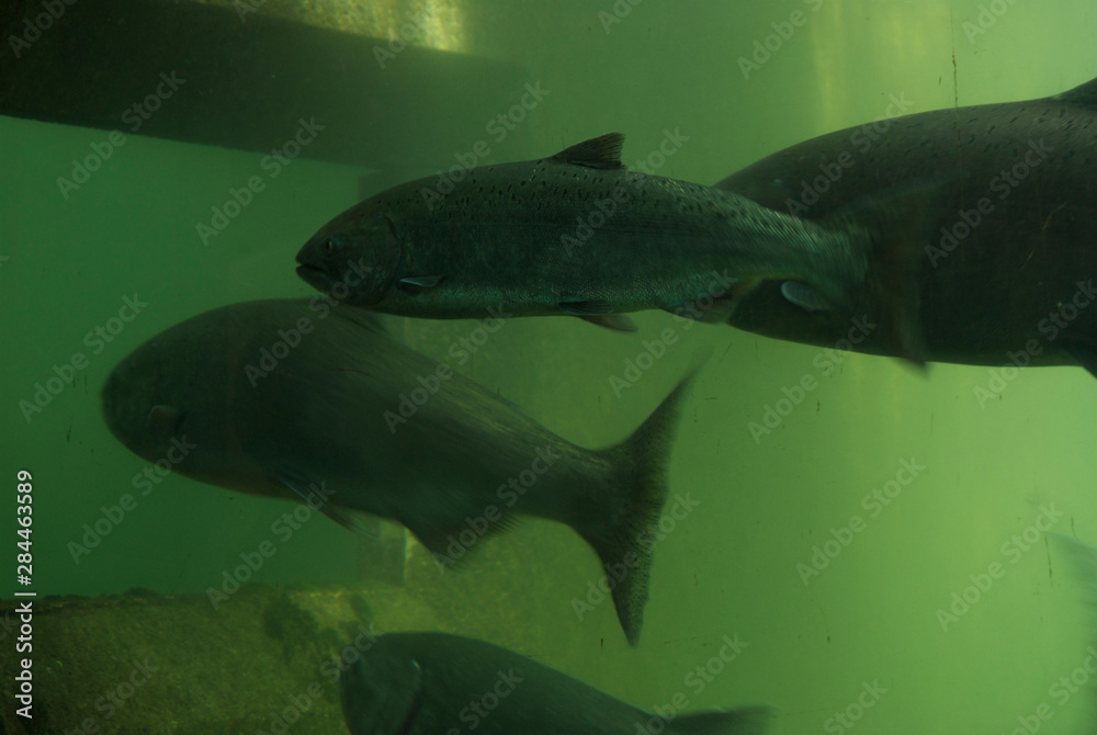 US: Washington, Columbia River Basin, fish ladder at Rocky Reach Dam on ...