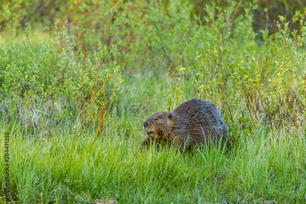Beaver on an Island Foraging Trip at Oxbow Bend, Grand Teton National ...