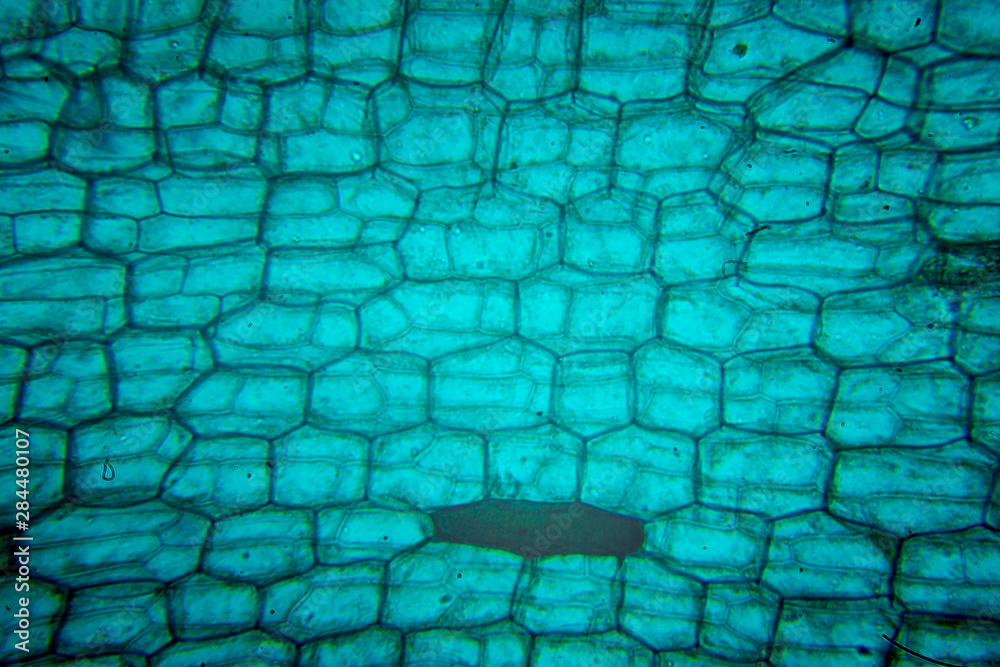 Hydrilla Verticillata Leaf