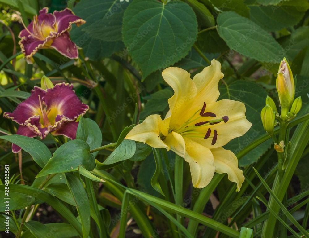 Lilium OT-hybrids "Telesto" and hydrangea Anabel in the garden Stock ...