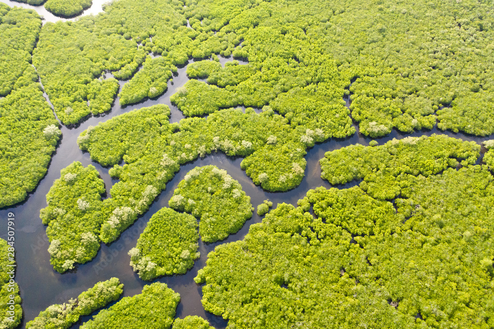 Mangroves, top view. Mangrove forest and winding rivers. Tropical ...