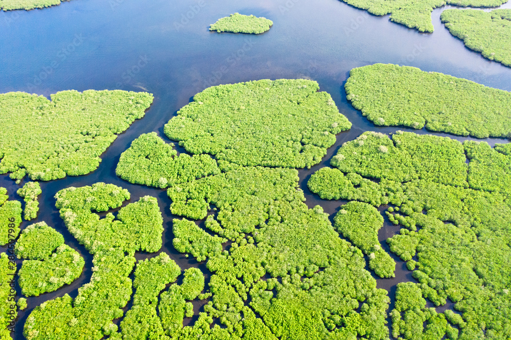 Mangroves with rivers in the Philippines. Tropical landscape with ...