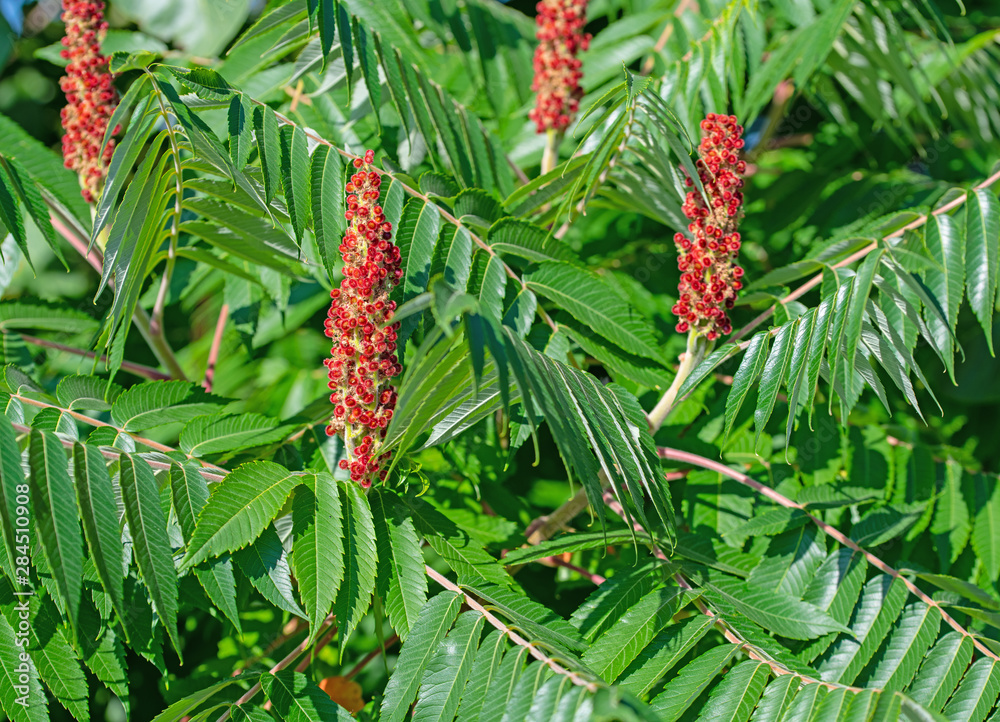 Blühender Essigbaum, Rhus typhina Stock Photo | Adobe Stock