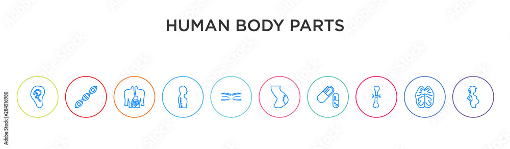 human body parts concept 10 outline colorful icons Stock Vector | Adobe ...