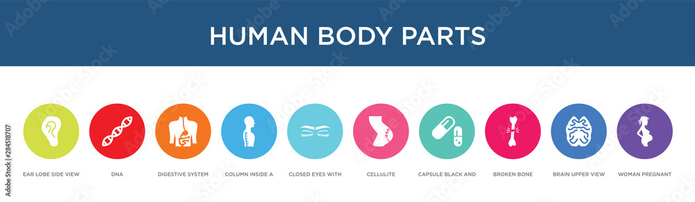 human body parts concept 10 colorful icons Stock Vector | Adobe Stock