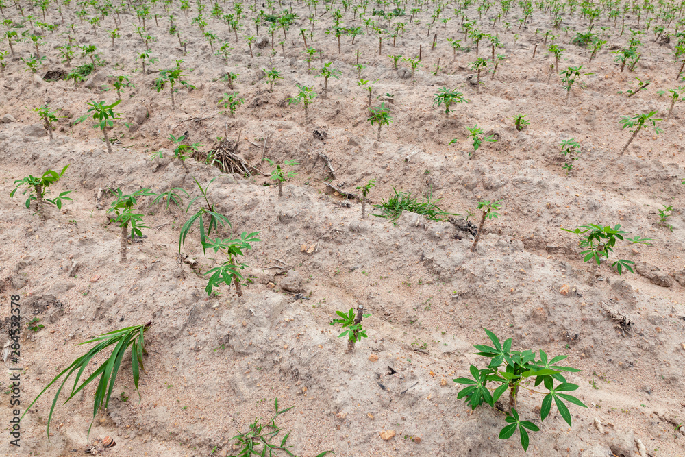 Foto de cassava fields on natural background. Grow cassava. Season of ...