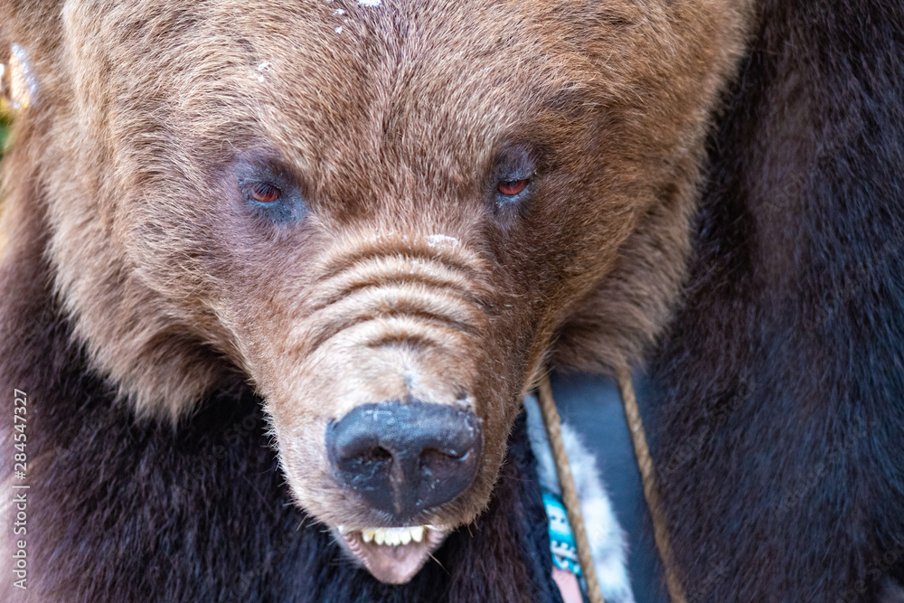 Brown Bear Teeth