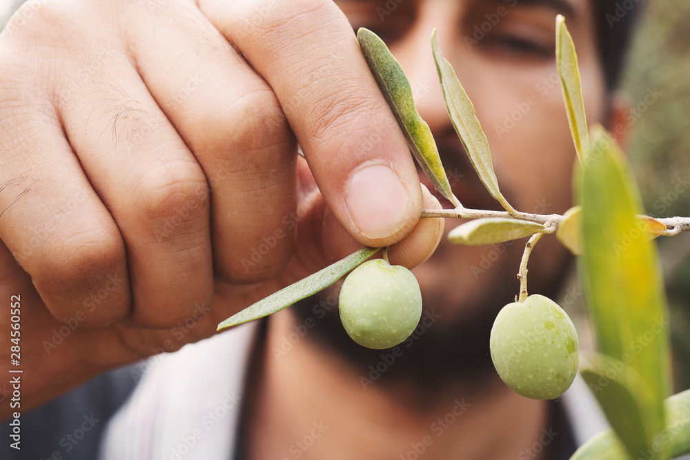 Close up view of an olive pickers' hand picking ripe olives from a tree ...