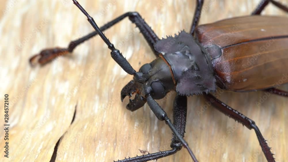 Giant Fijian longhorn beetle from island Koh Phangan, Thailand. Close ...