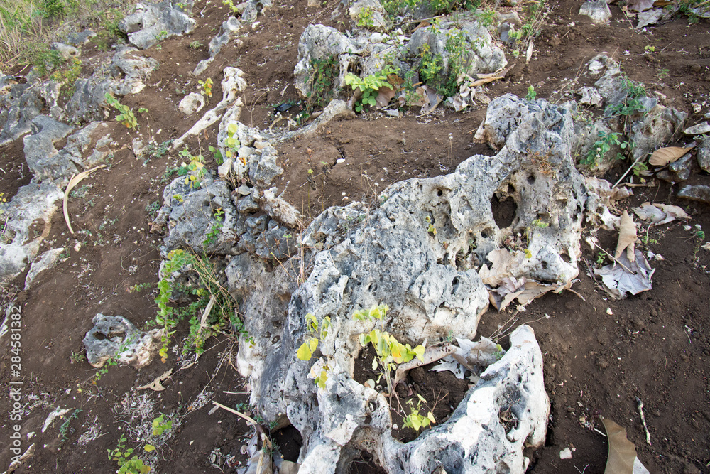 Granular limestone rock surface. Roe stone rock surface. Limestone crag ...