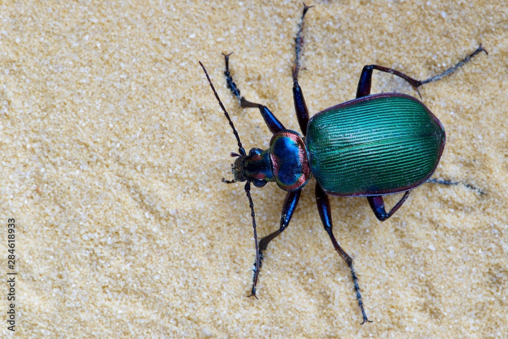 Forest Caterpillar Hunter ground beetle (Calosoma sycophanta) in a ...