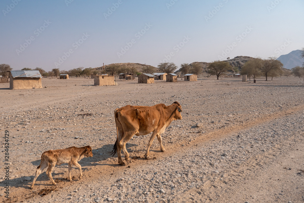 Skinny Cow and Calf Walking by a Village in Namibia Stock Photo | Adobe ...