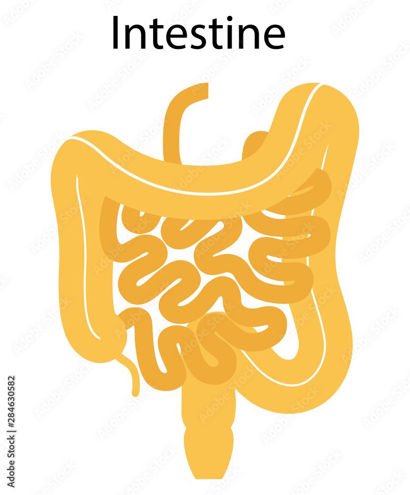 Large And Small Intestine