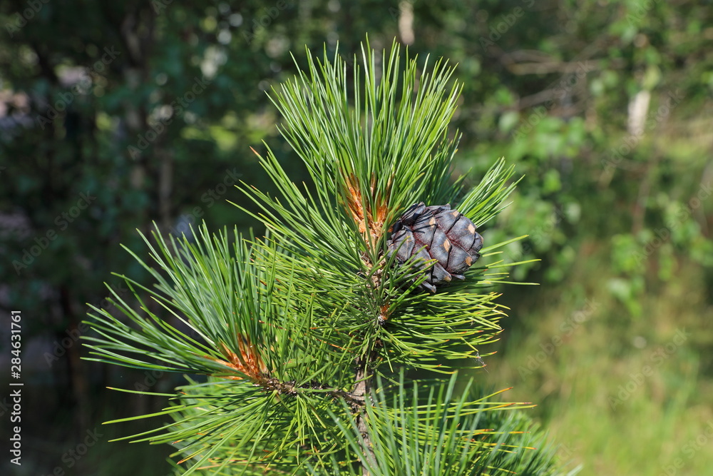 Foto de Pinus sibirica. Siberian cedar on a Sunny summer day do Stock ...