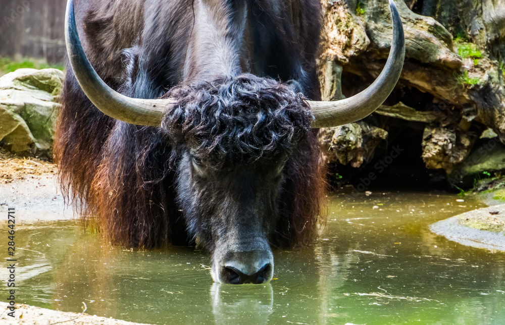Wild yak drinking some water out of a water puddle, Yak with its face ...