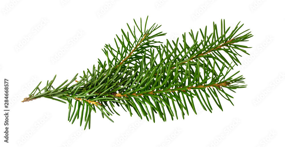 Spruce branch isolated on white background with clipping path Stock ...
