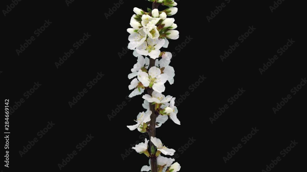 Time-lapse of blooming Nanking cherry (Prunus tomentosa) branch 1e3 in ...
