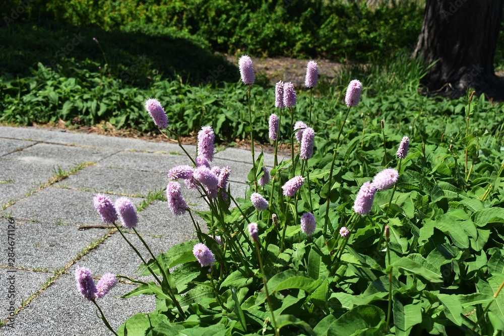 Bistorta officinalis ( Persicaria bistorta), known as bistort, common ...