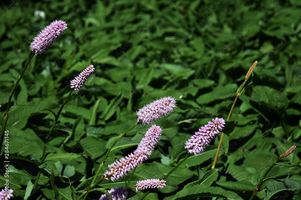 Bistorta officinalis ( Persicaria bistorta), known as bistort, common ...
