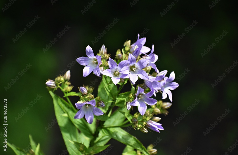 Flowers of Campanula Rapunculoides, known as creeping bellflower or ...