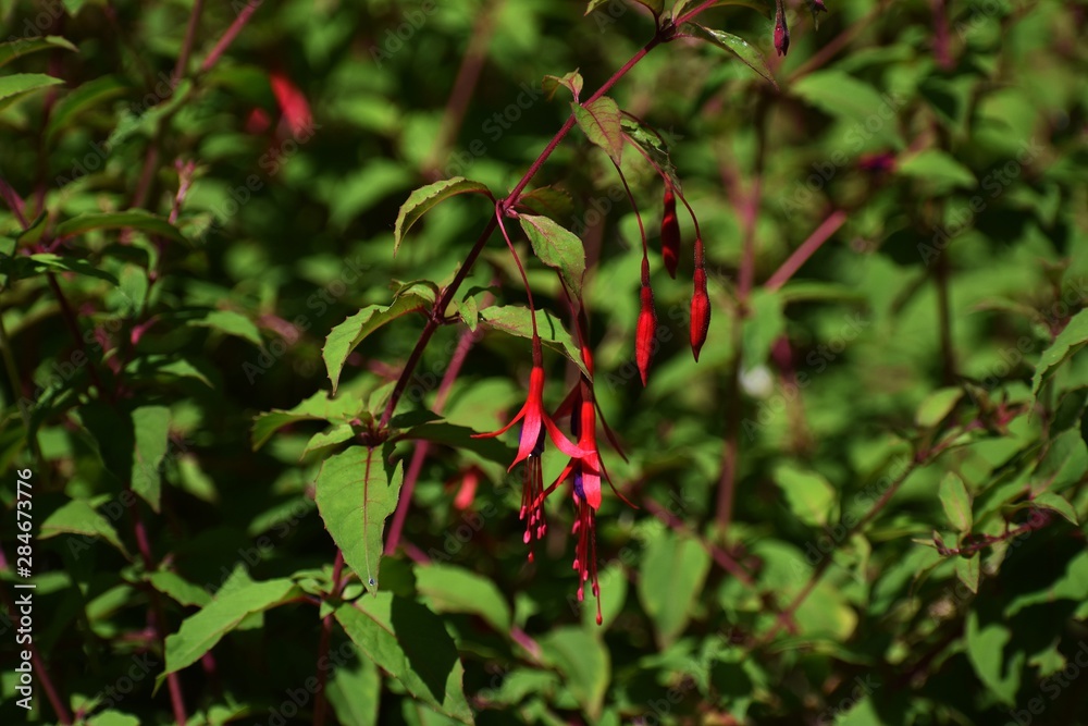 Fuchsia Regia is a plant species in the genus Fuchsia native to Brazil ...